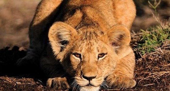 How leaders can avoid creating the ‘pounce’ effect with their team ...